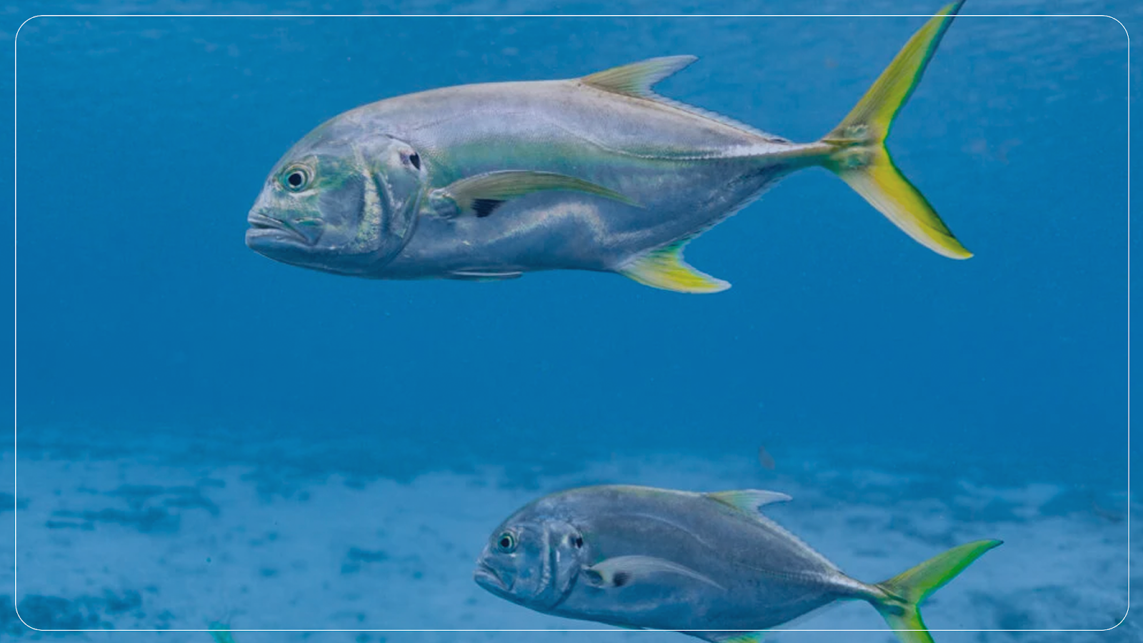All of the Different Species of Jackfish That Anglers Can Catch ...