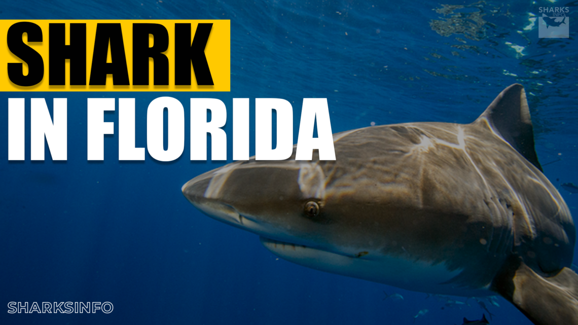 What is the Most Common Shark in Florida? – sharksinfo.com