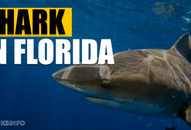 What is a dinosaur shark? – sharksinfo.com