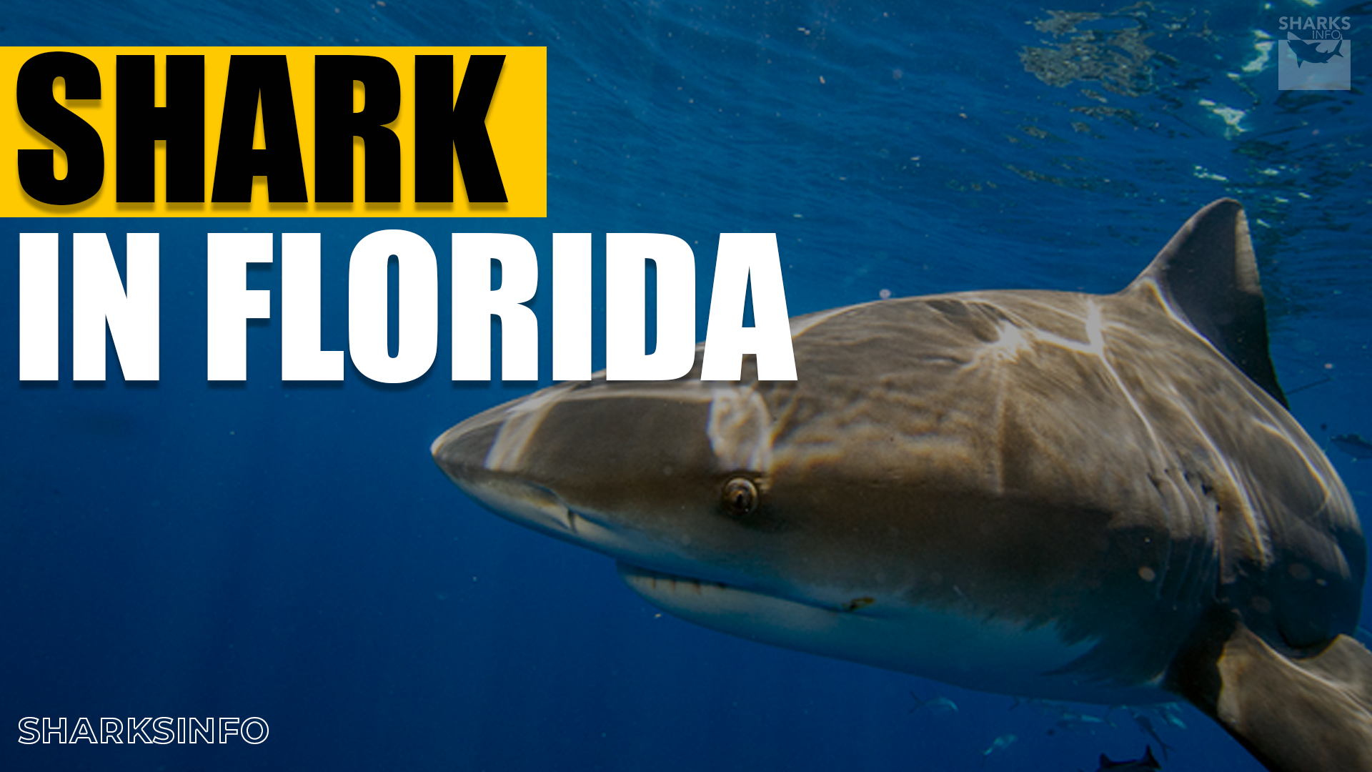 What is the Most Common Shark in Florida? – sharksinfo.com