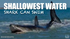 What is the Shallowest Water a Shark Can Swim In? – sharksinfo.com