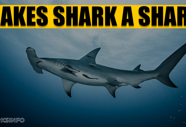 Shark Definition and Meaning – sharksinfo.com