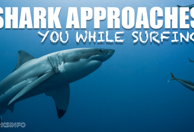 What is a mud shark? – sharksinfo.com