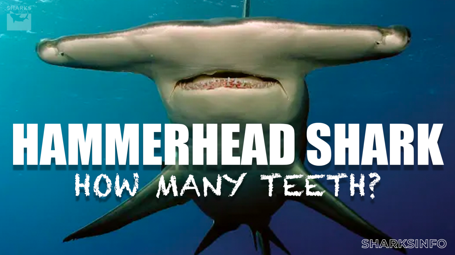 How Many Teeth Does a Great Hammerhead Shark Have – sharksinfo.com