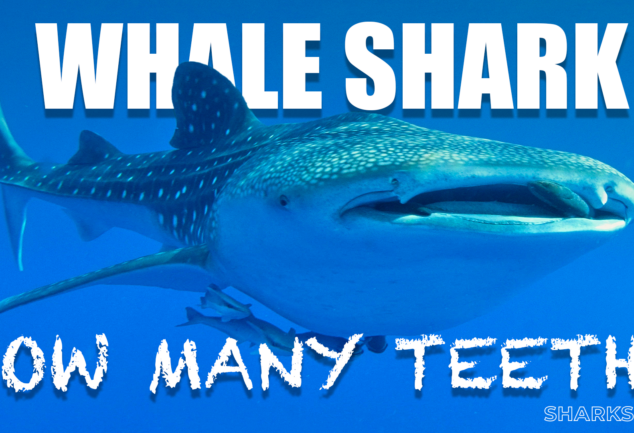 Shark Teeth – Anatomy, Number, & Identification – sharksinfo.com