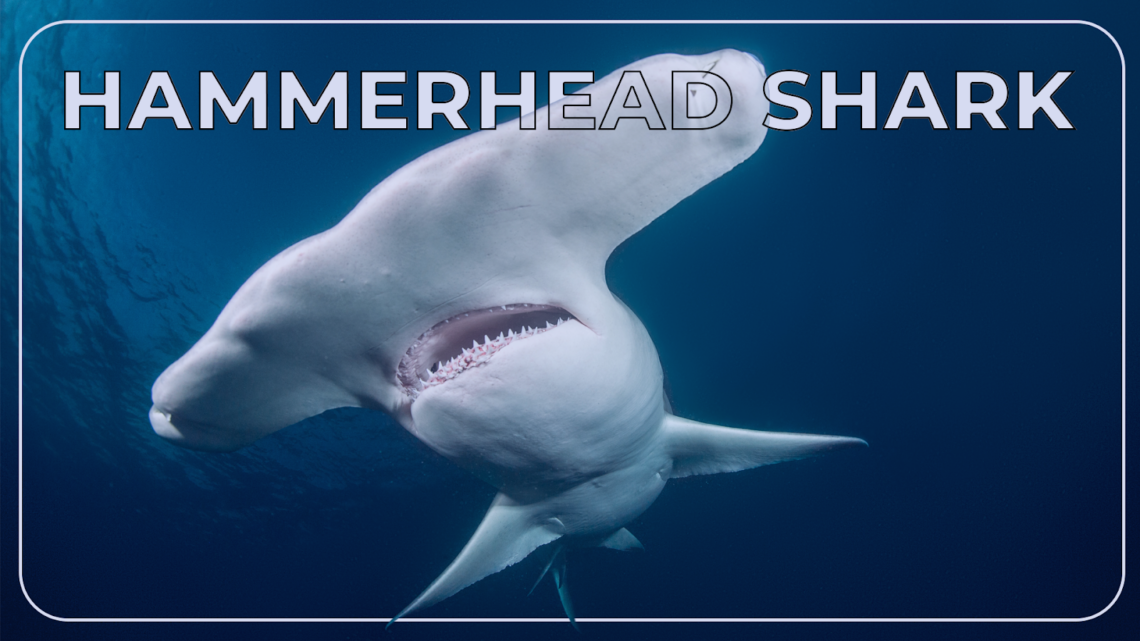 How Many Teeth Does a Great Hammerhead Shark Have – sharksinfo.com