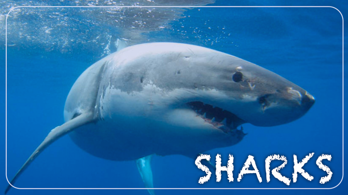 What is the Most Friendly Shark? – sharksinfo.com
