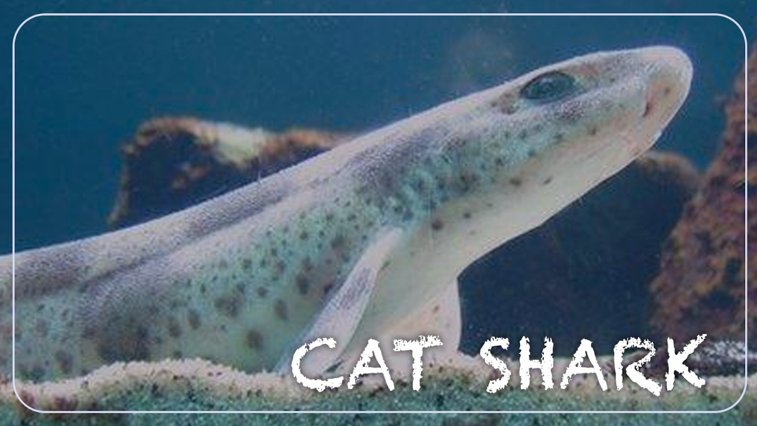 What is the Most Friendly Shark? – sharksinfo.com