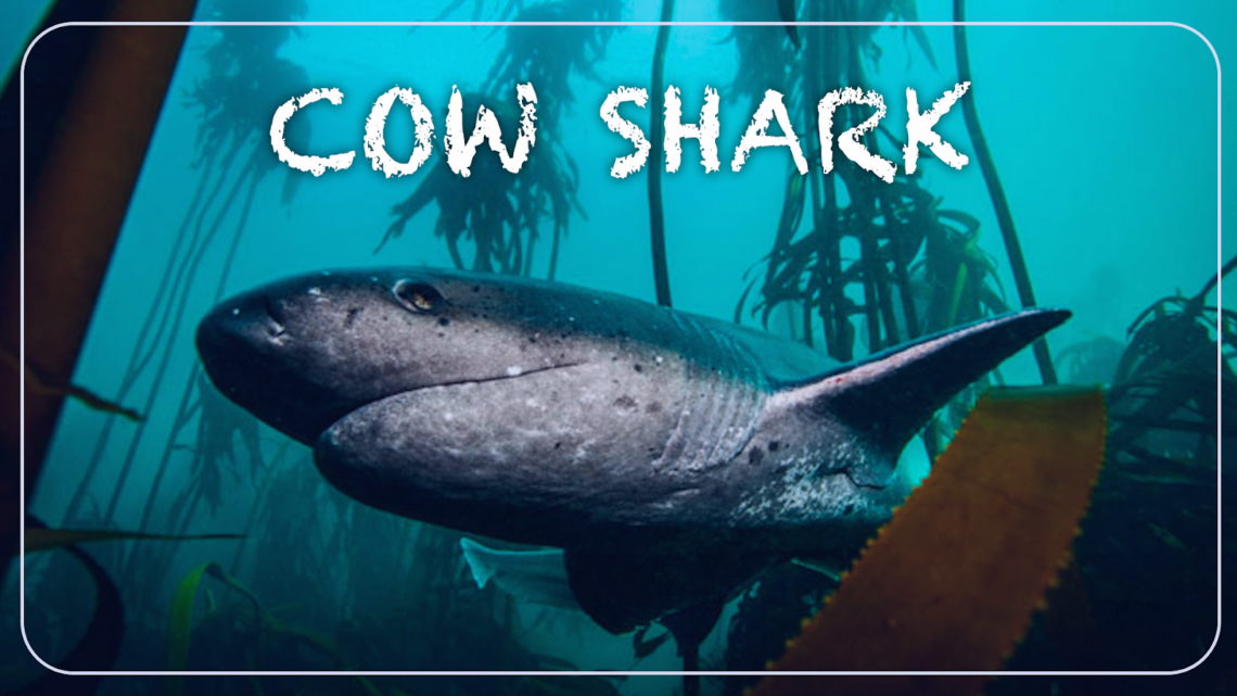 What is the Most Friendly Shark? – sharksinfo.com