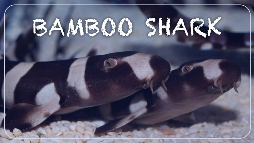 What is the Most Friendly Shark? – sharksinfo.com