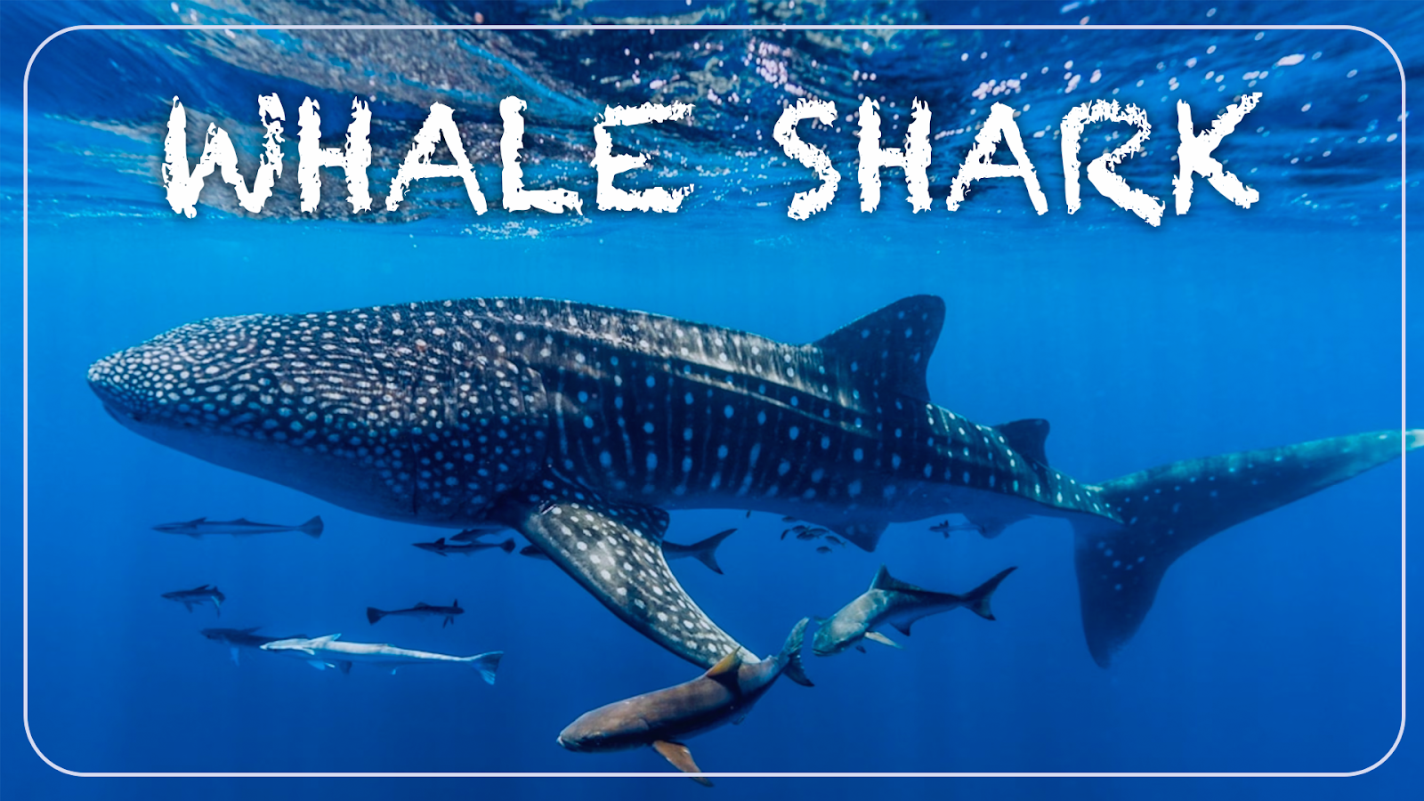 What is the Most Friendly Shark? – sharksinfo.com