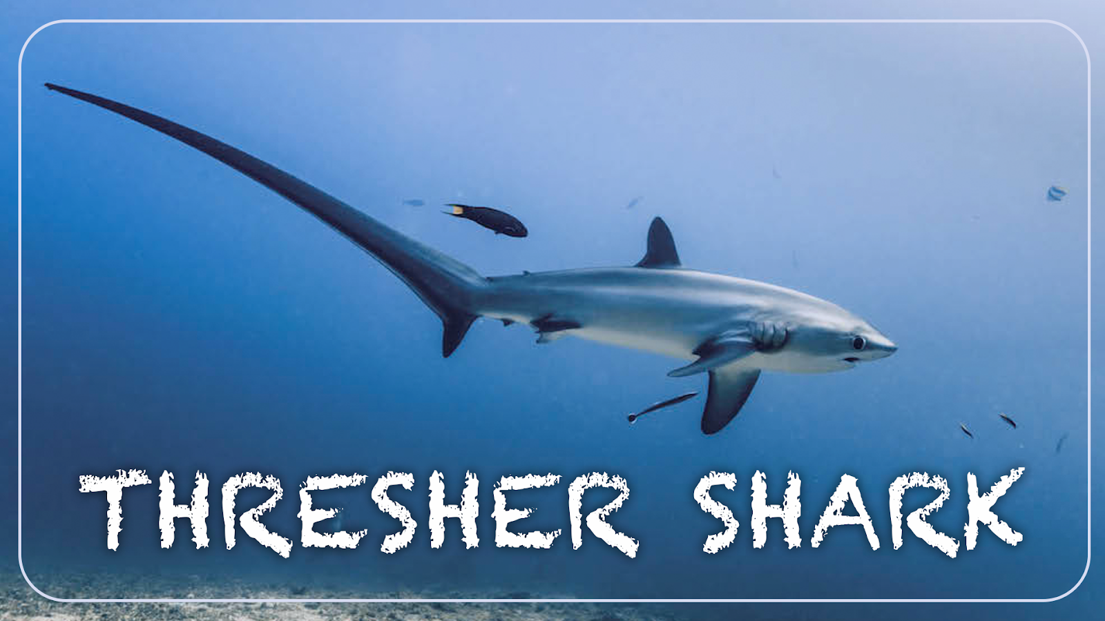 What is the Most Friendly Shark? – sharksinfo.com