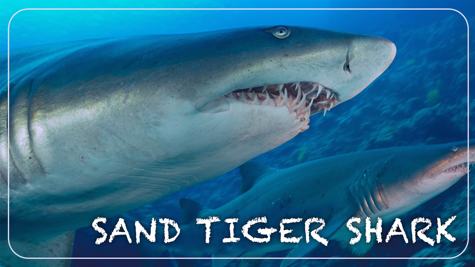 What is the Most Friendly Shark? – sharksinfo.com
