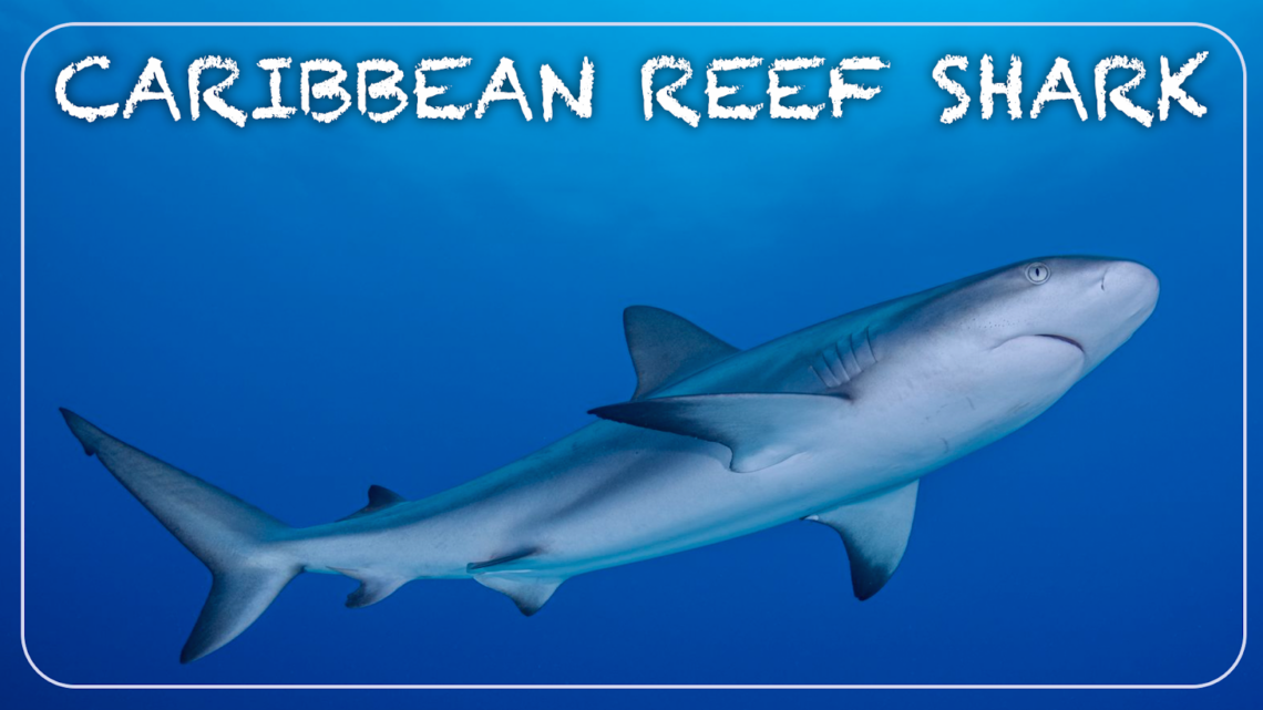 What is the Most Friendly Shark? – sharksinfo.com