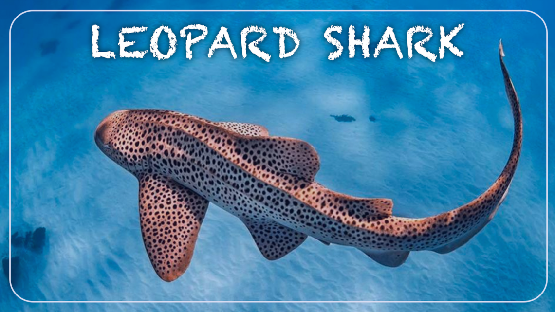 What is the Most Friendly Shark? – sharksinfo.com