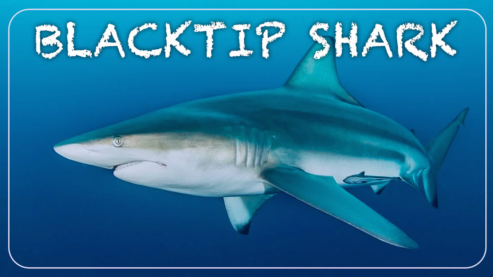 What Sharks Can You Eat? – sharksinfo.com