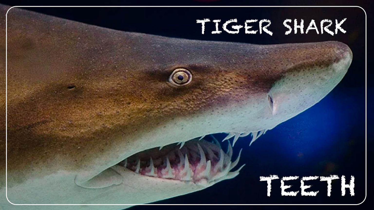 How Many Teeth Does a Tiger Shark Have? – sharksinfo.com