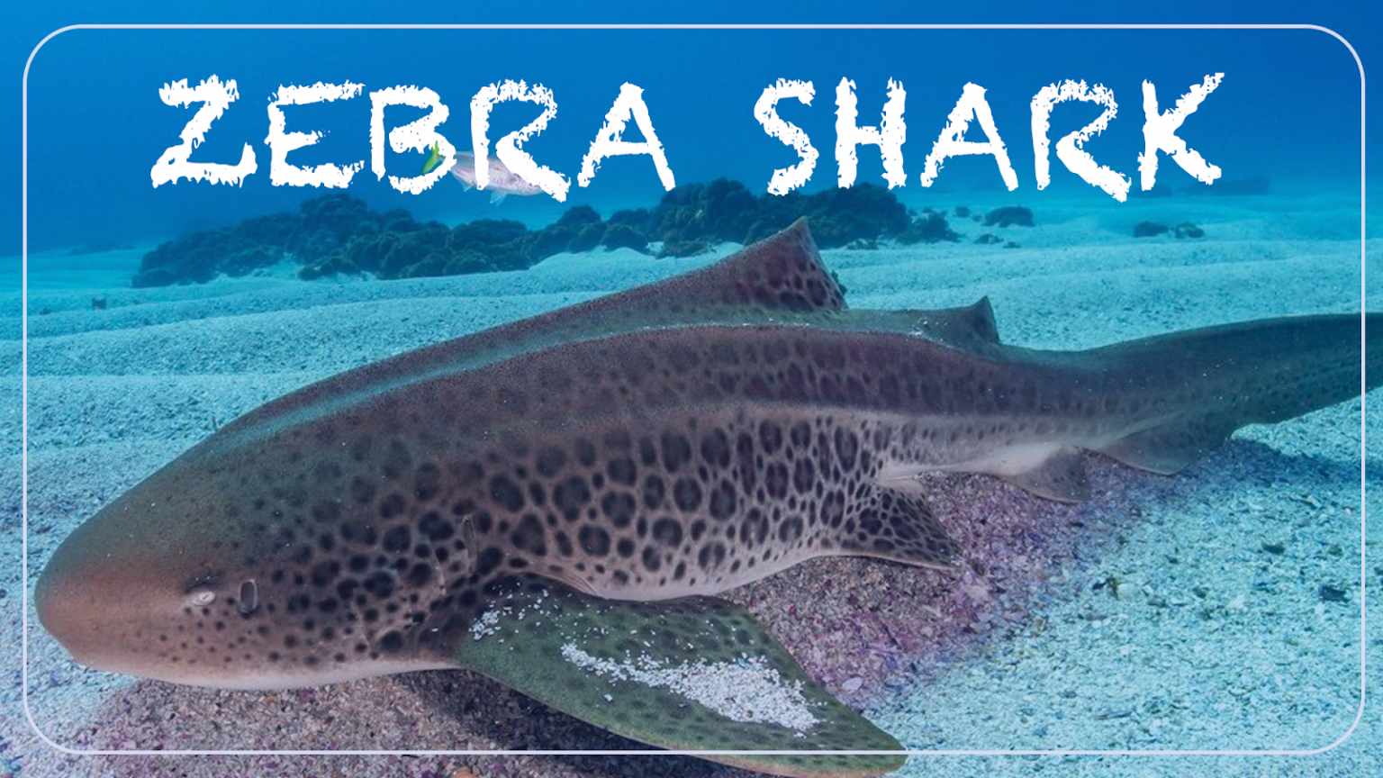 What Does a Zebra Shark Eat - sharksinfo.com