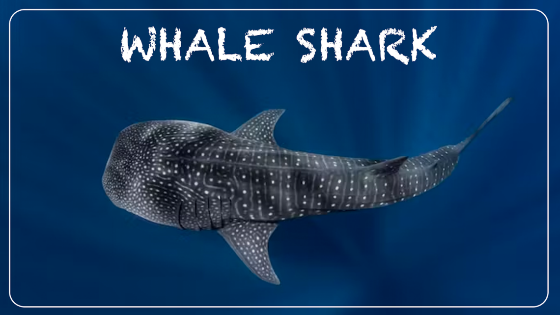 How Many Teeth Does A Whale Shark Have