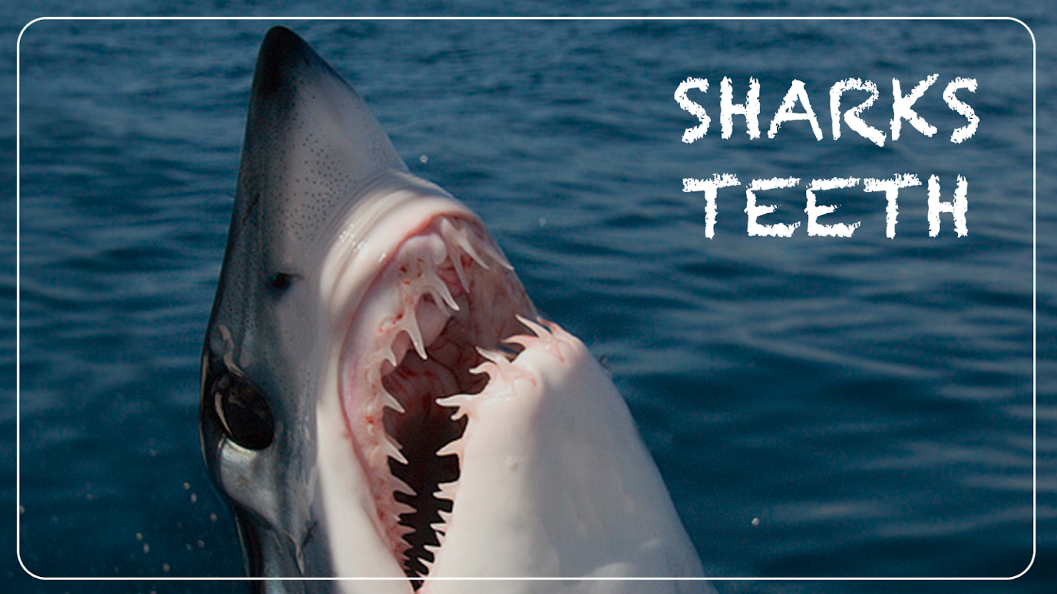 Teeth of Sharks-Everything You Need To Know – sharksinfo.com