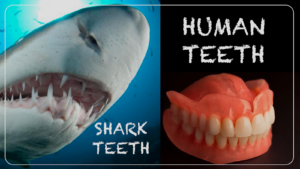 Teeth of Sharks-Everything You Need To Know – sharksinfo.com