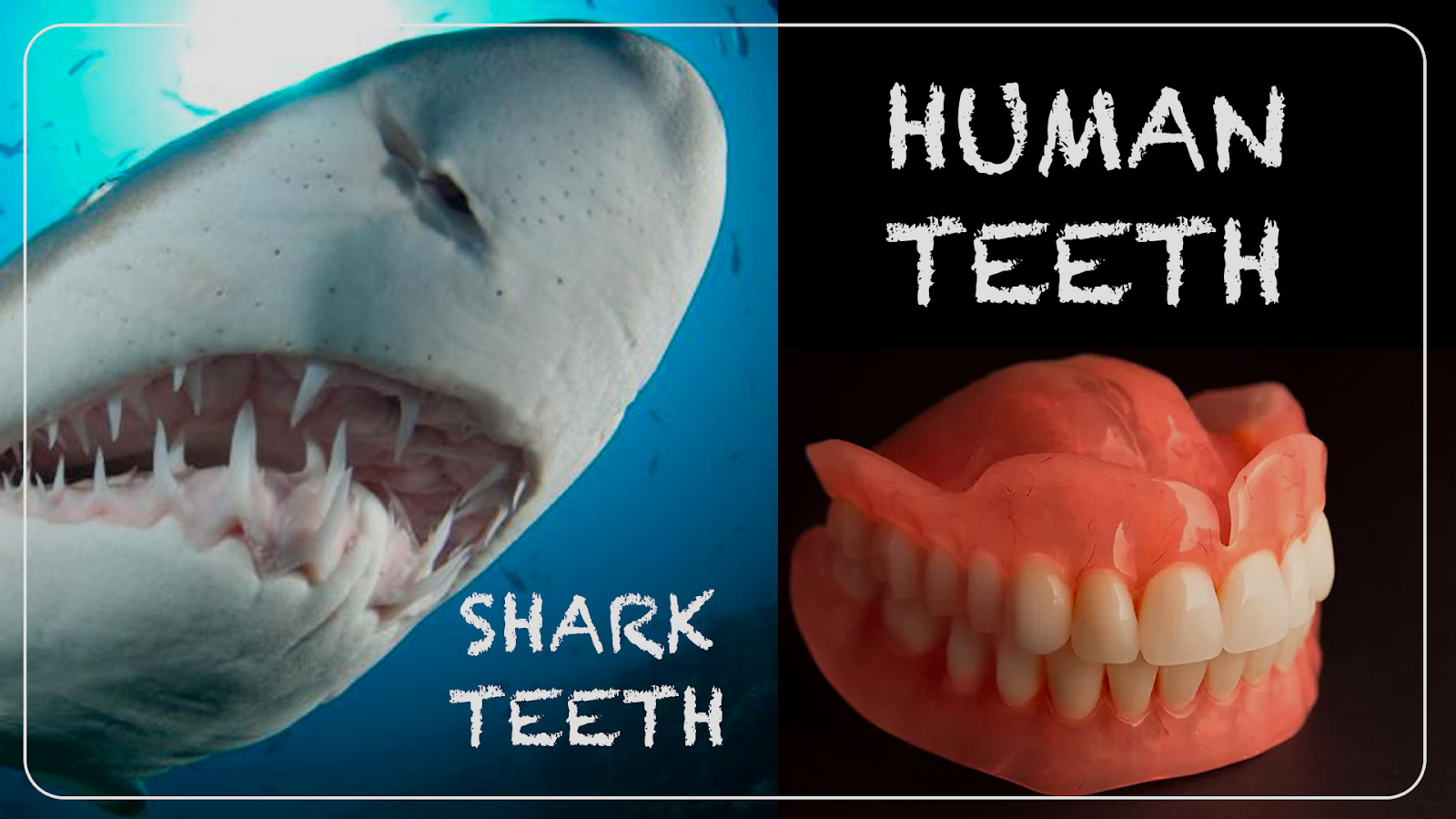 Teeth of Sharks-Everything You Need To Know – sharksinfo.com
