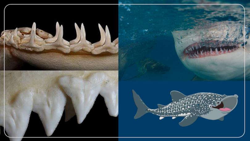 Teeth of Sharks-Everything You Need To Know – sharksinfo.com