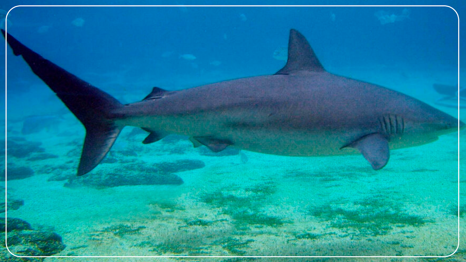 What Eats a Dolphin? – sharksinfo.com