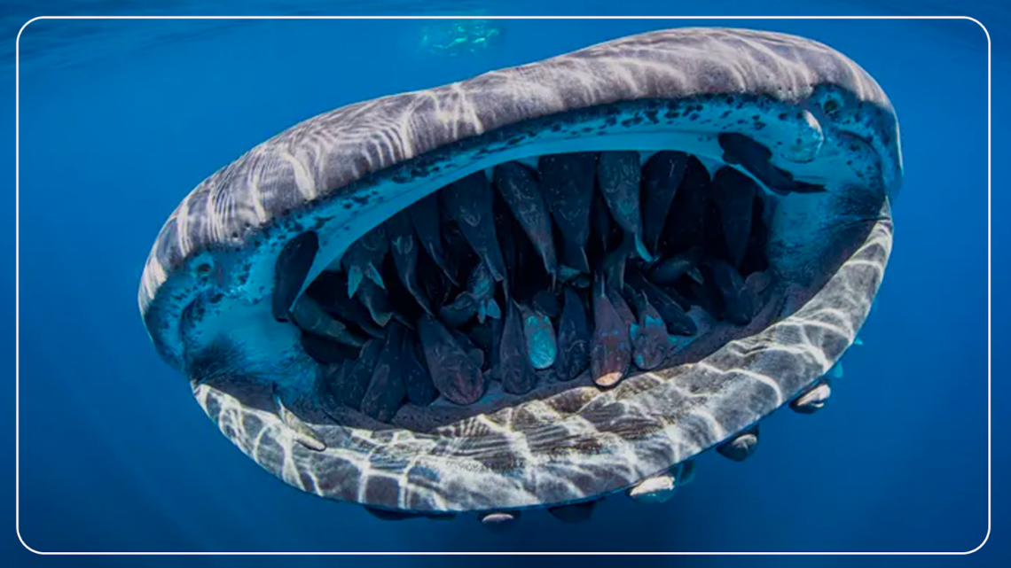 How Many Teeth Does a Whale Shark Have? – sharksinfo.com