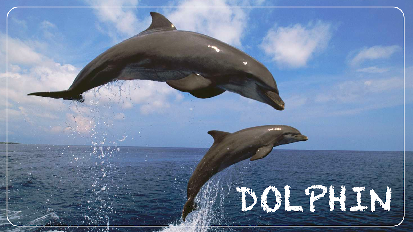 What is the Difference Between a Dolphin and a Porpoise? – sharksinfo.com