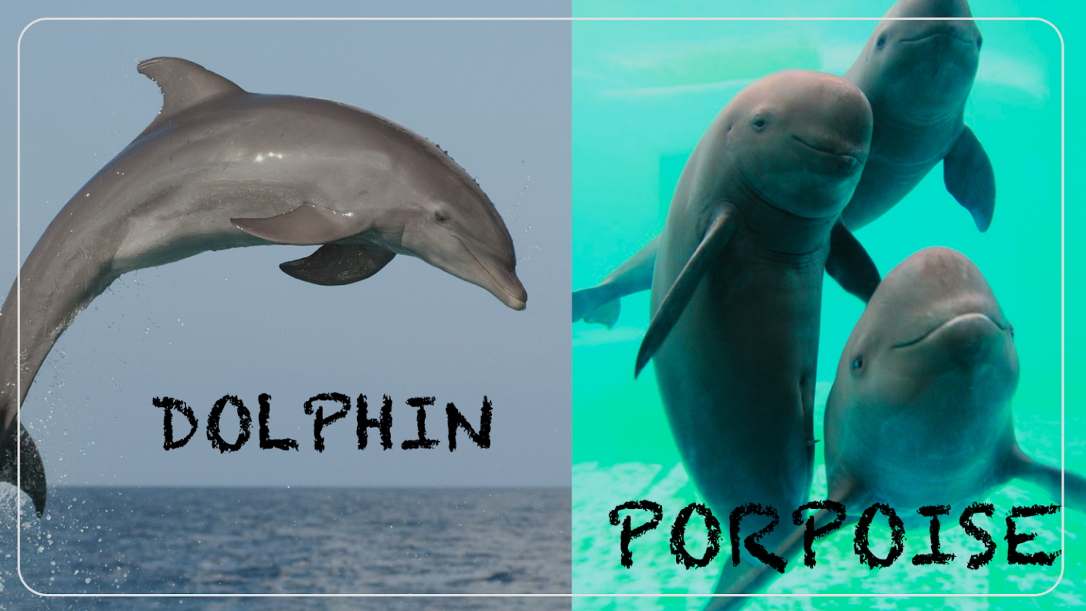 What is the Difference Between a Dolphin and a Porpoise? – sharksinfo.com