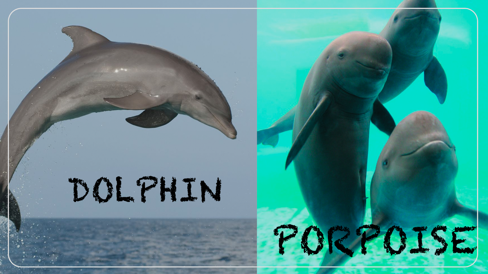 What is the Difference Between a Dolphin and a Porpoise? – sharksinfo.com