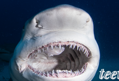 Shark Teeth – Anatomy, Number, & Identification – sharksinfo.com