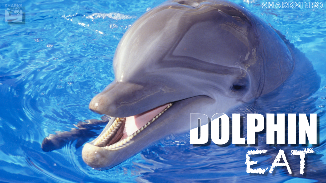 What Does a Dolphin Eat? – sharksinfo.com