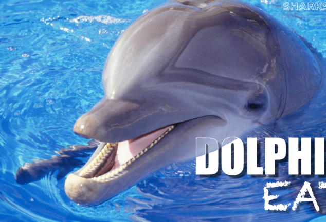 What Do Jellyfish Eat And How Do They Do It? – sharksinfo.com