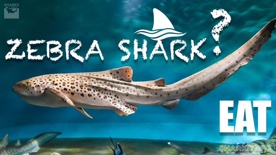 What Does a Zebra Shark Eat – sharksinfo.com