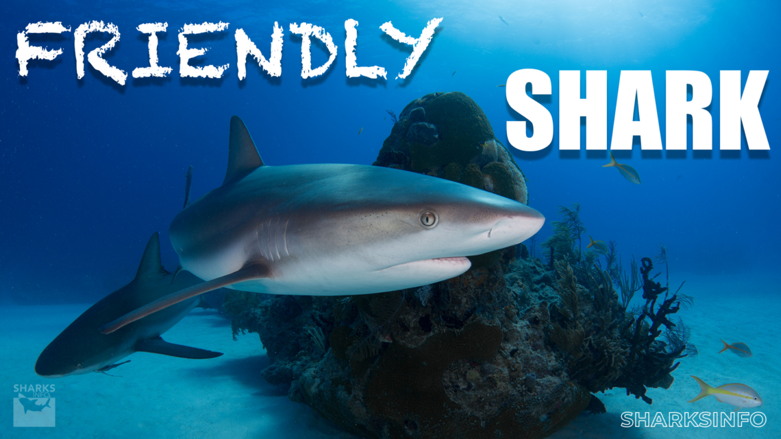 What is the Most Friendly Shark? – sharksinfo.com
